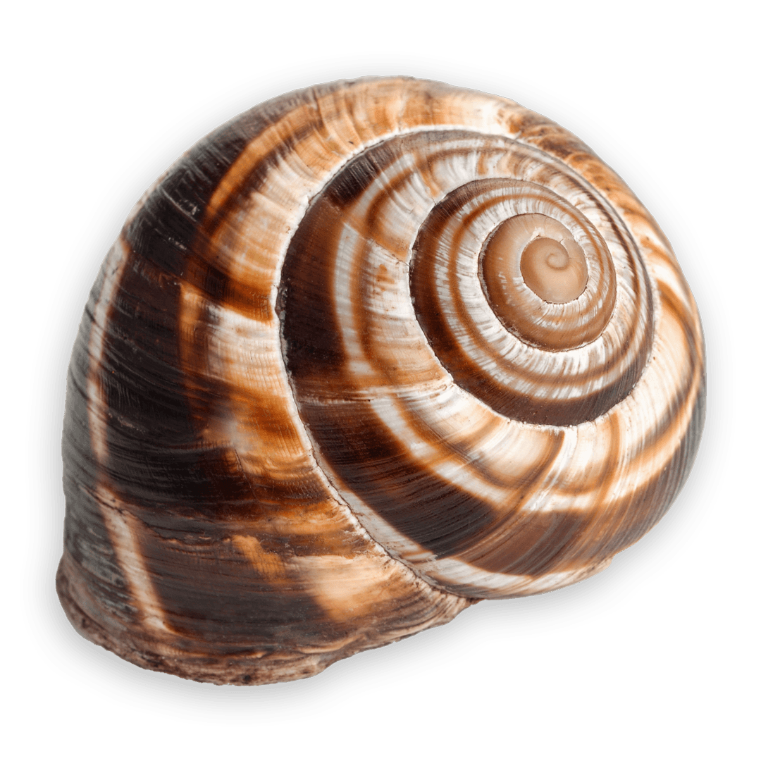 Vendita lumache - bava di lumaca vive e spurgate • Elicicoltura Agrilu ...